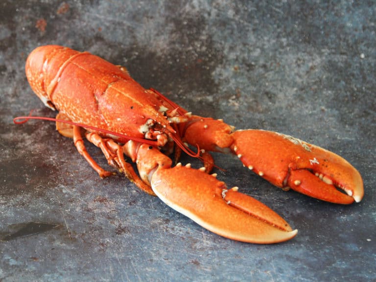 Whole Cornish Lobster | Order Online | Next Day Delivery