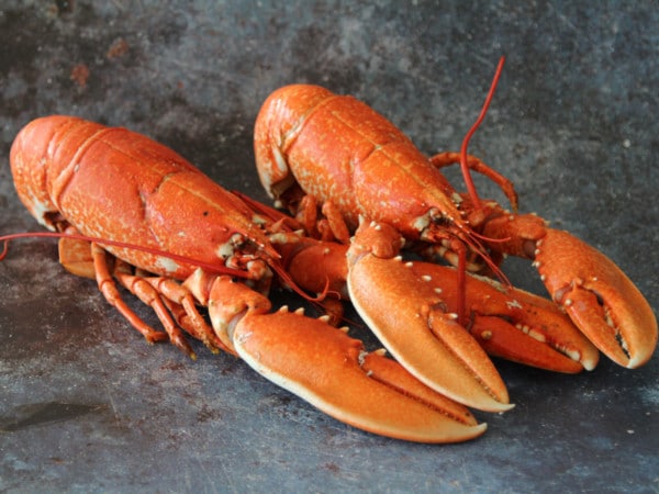 Whole Cornish Lobster | Cornish Seafood Direct to you Door