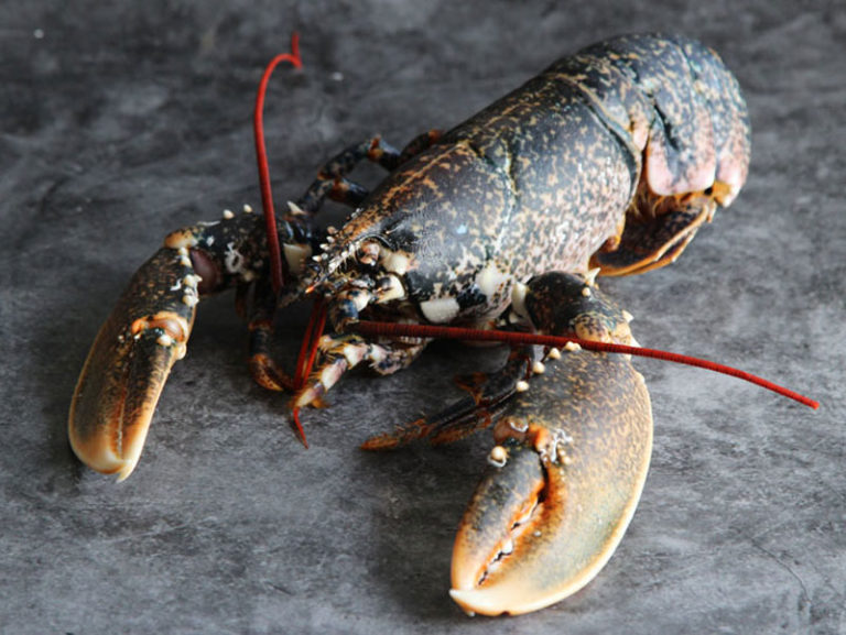 Whole Cornish Lobster | Order Online | Next Day Delivery