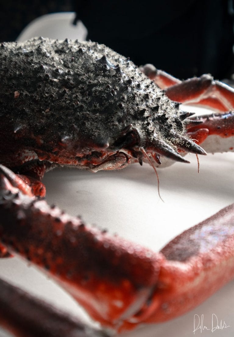 Whole Male Spider Crab | Order Online | Next Day Delivery